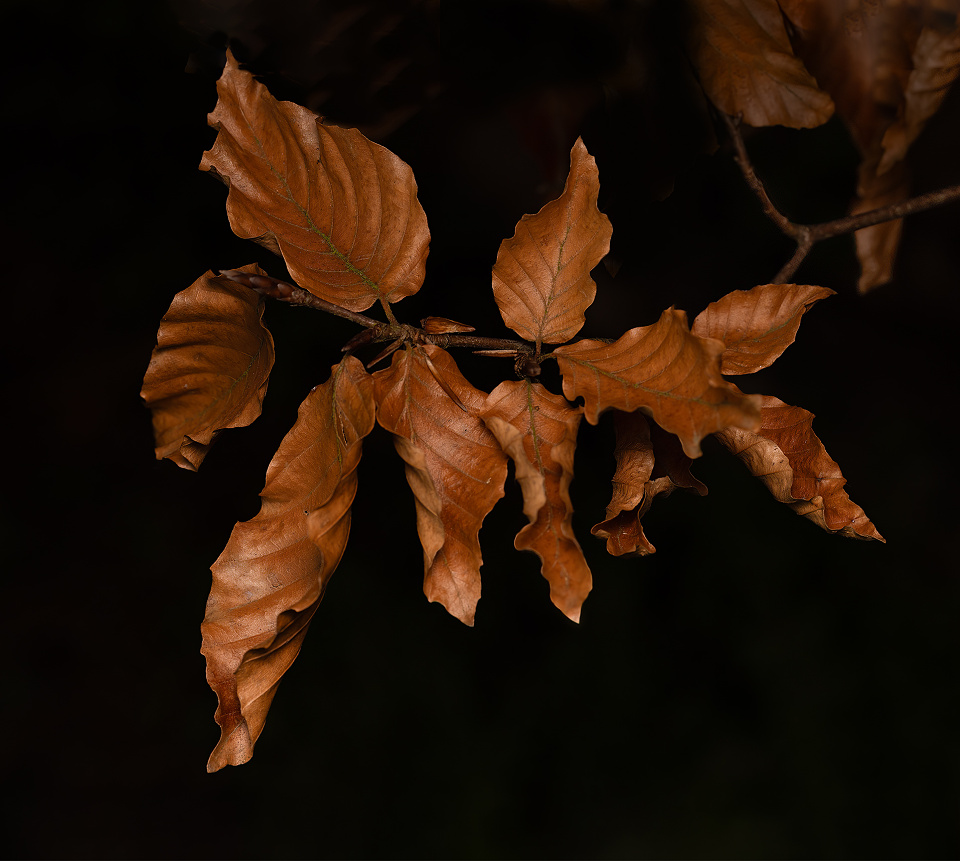 Beech Leaves | Hillyblips | Blipfoto