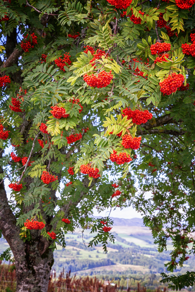 Oh Rowan Tree... | Damnonii | Blipfoto
