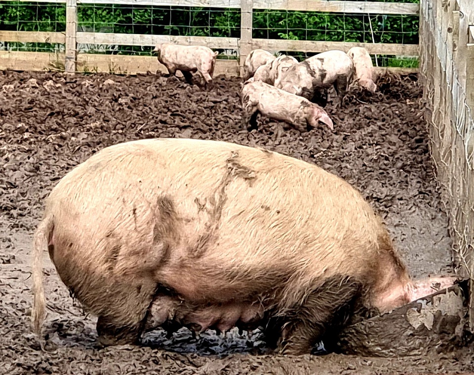 Pigs in muck | hildasrose | Blipfoto