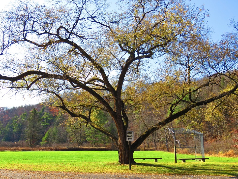 The One-Way Tree | GirlWithACamera | Blipfoto