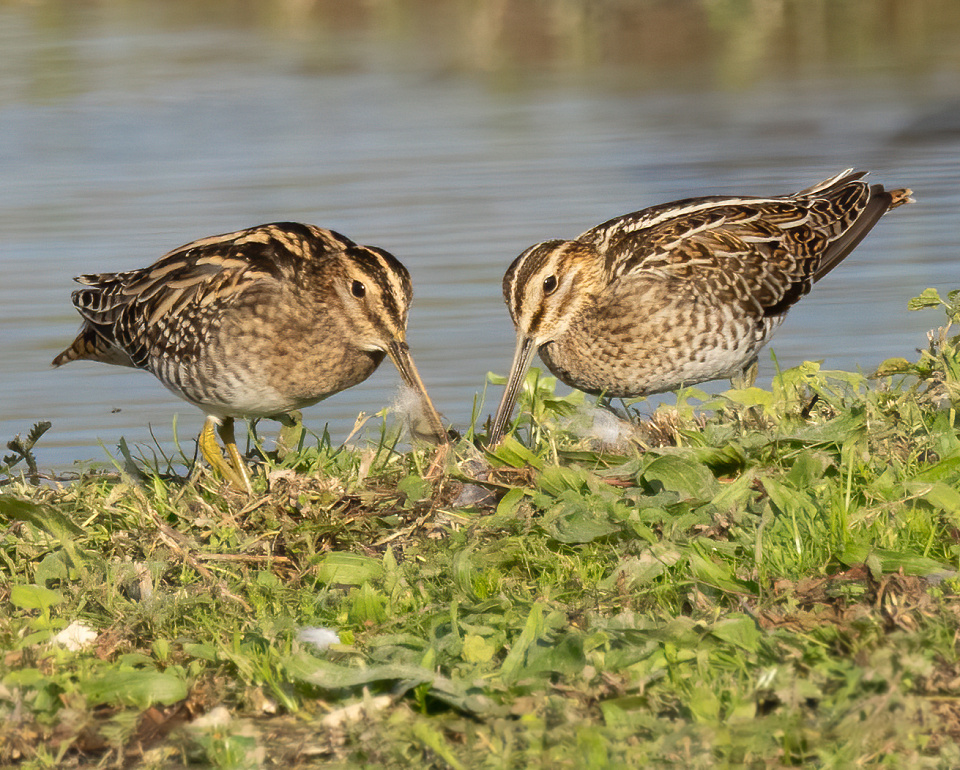 Two Snipe | Hillyblips | Blipfoto
