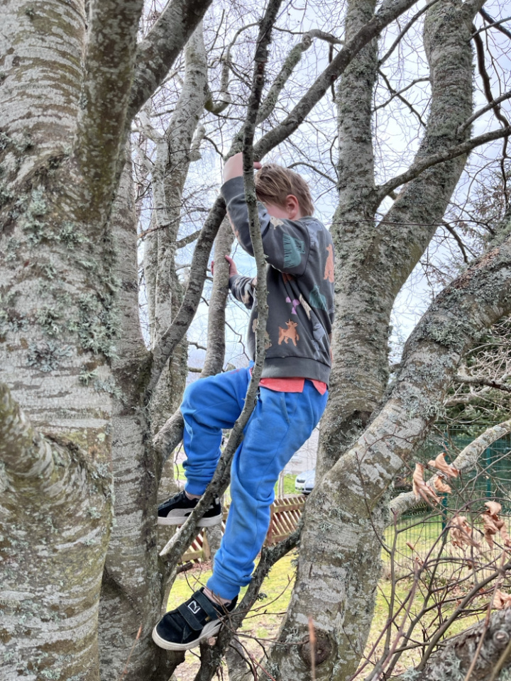 Tree Climbing | CherryR | Blipfoto
