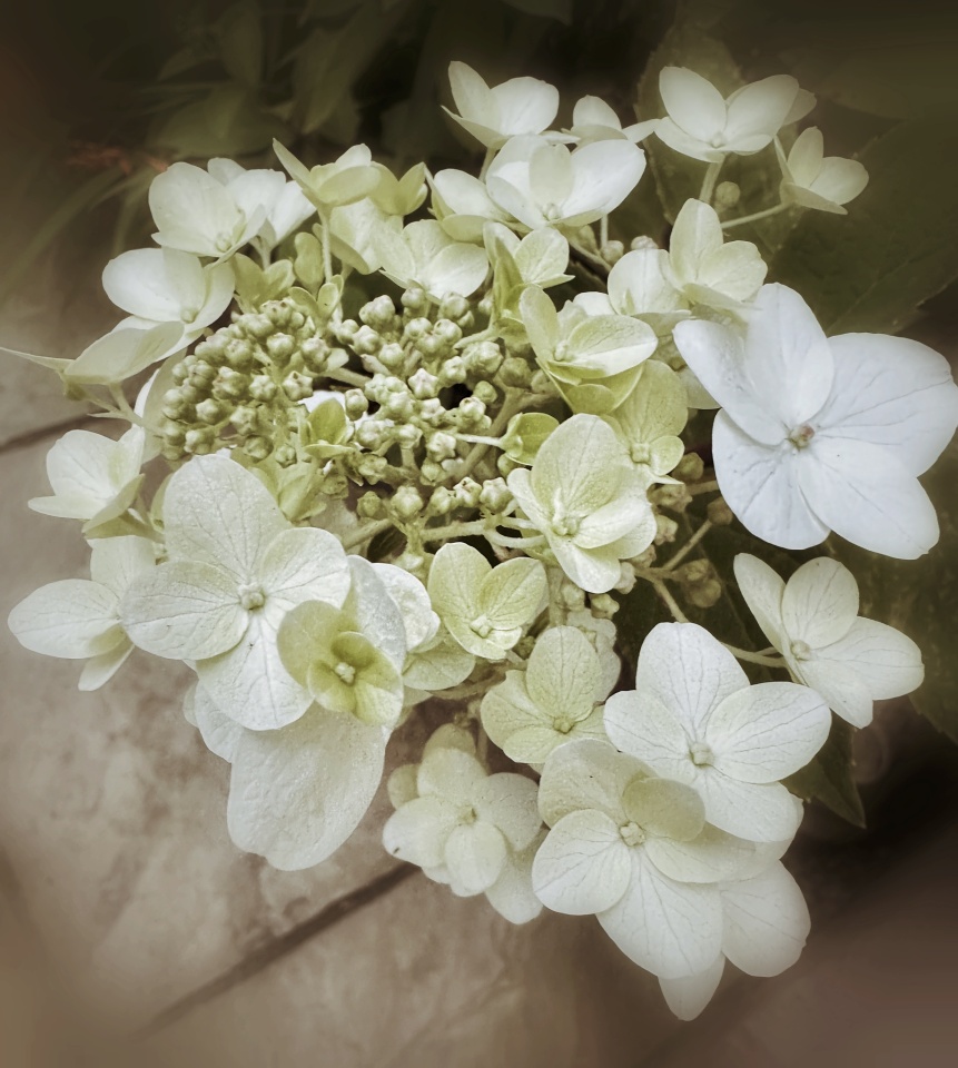 Old blooms... | Damnonii | Blipfoto