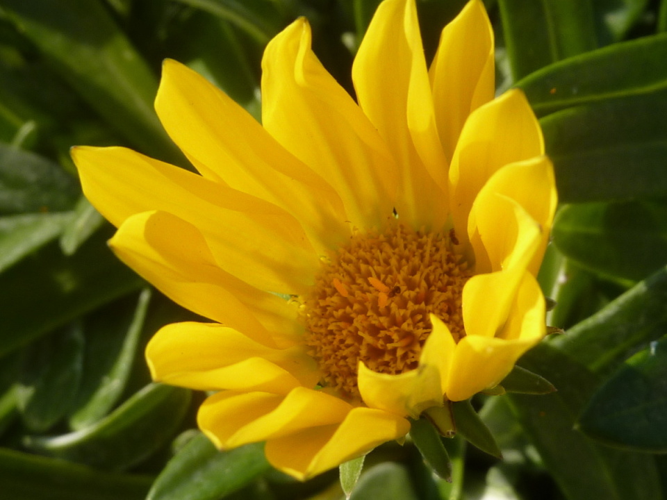 Flower | Snowbell | Blipfoto