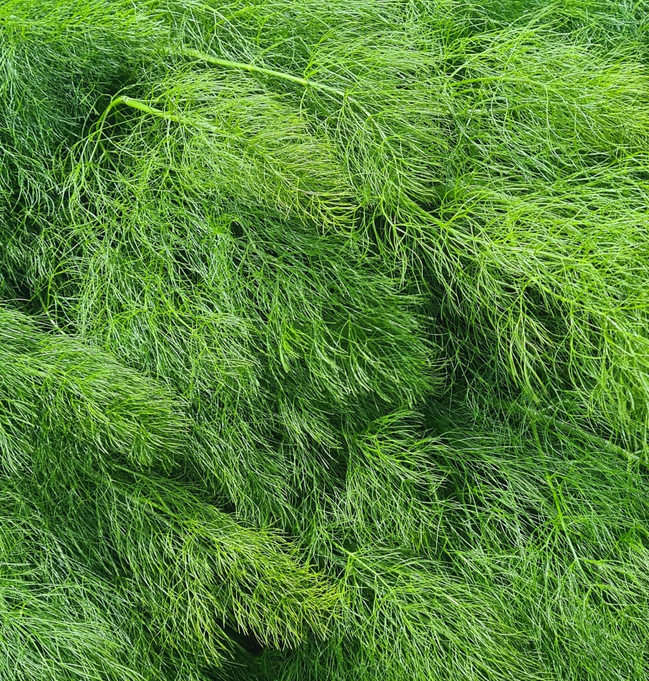 WINDSWEPT | EllyJay | Blipfoto