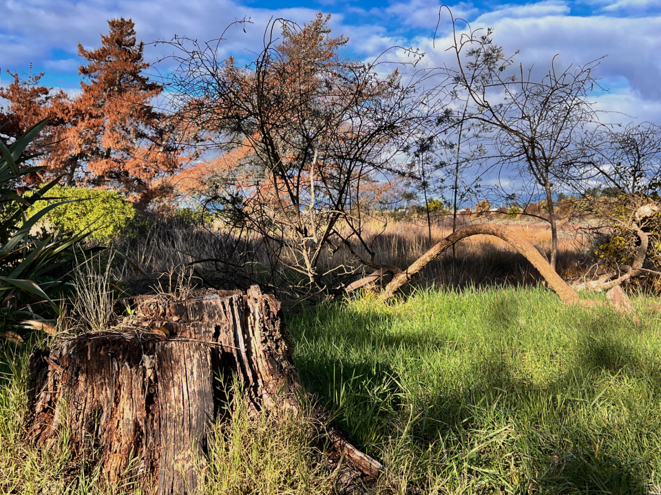 Autumn... | Miffy | Blipfoto