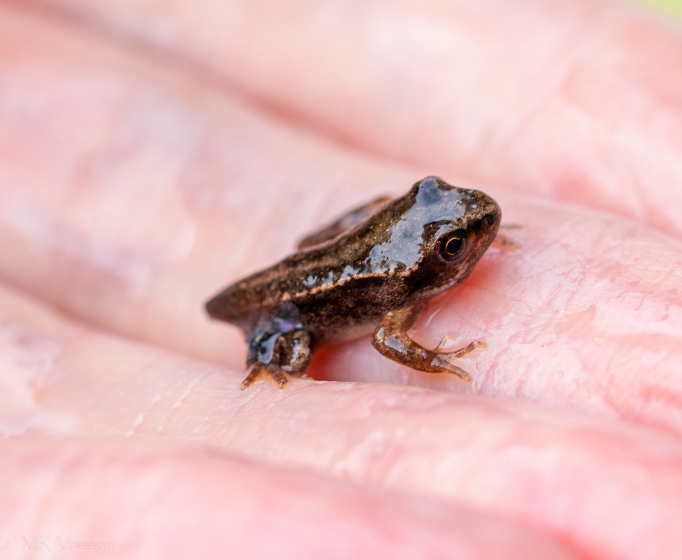 Froglet | DarkEyedMary | Blipfoto