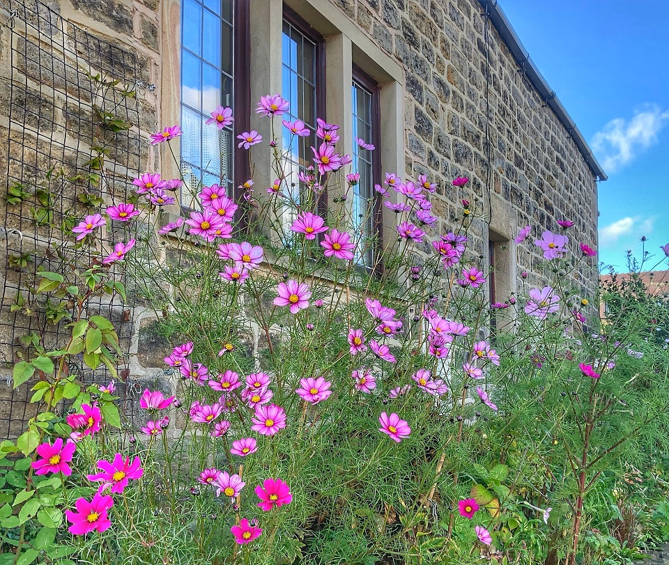Pretty In Pink | corinthian | Blipfoto