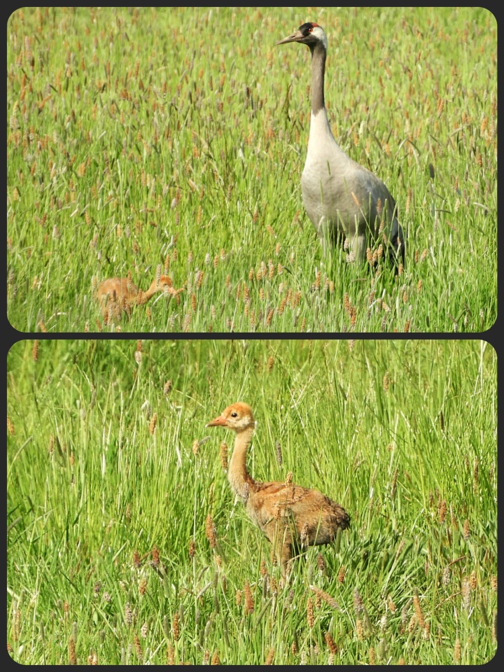 What a thrill! | Tigger101 | Blipfoto