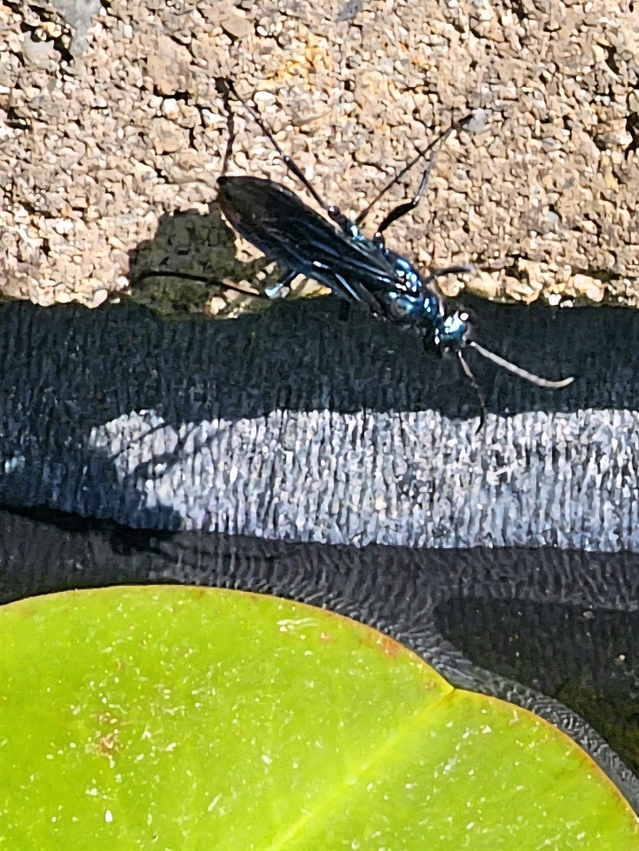 Blue Mud Dauber | RonaldBerry | Blipfoto
