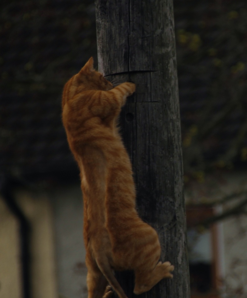 BIRD SNATCHING | sunflower | Blipfoto