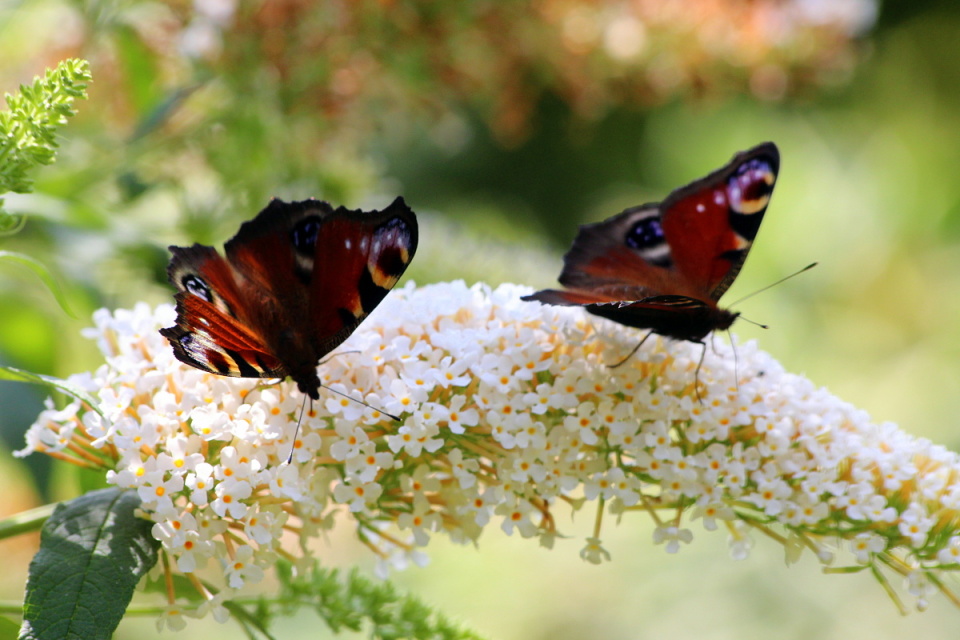 Basking | blipchal | Blipfoto