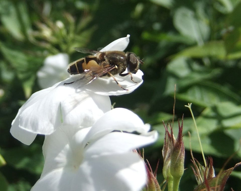 Metasyrphus corollae | sheilwill | Blipfoto