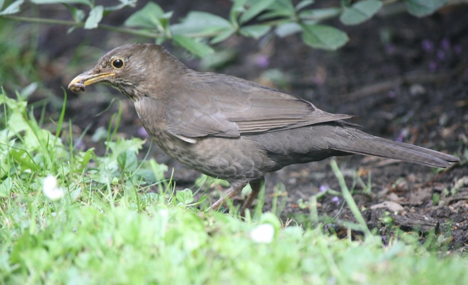 Female Blackbird (Turdus merula) | Bremenpics | Blipfoto