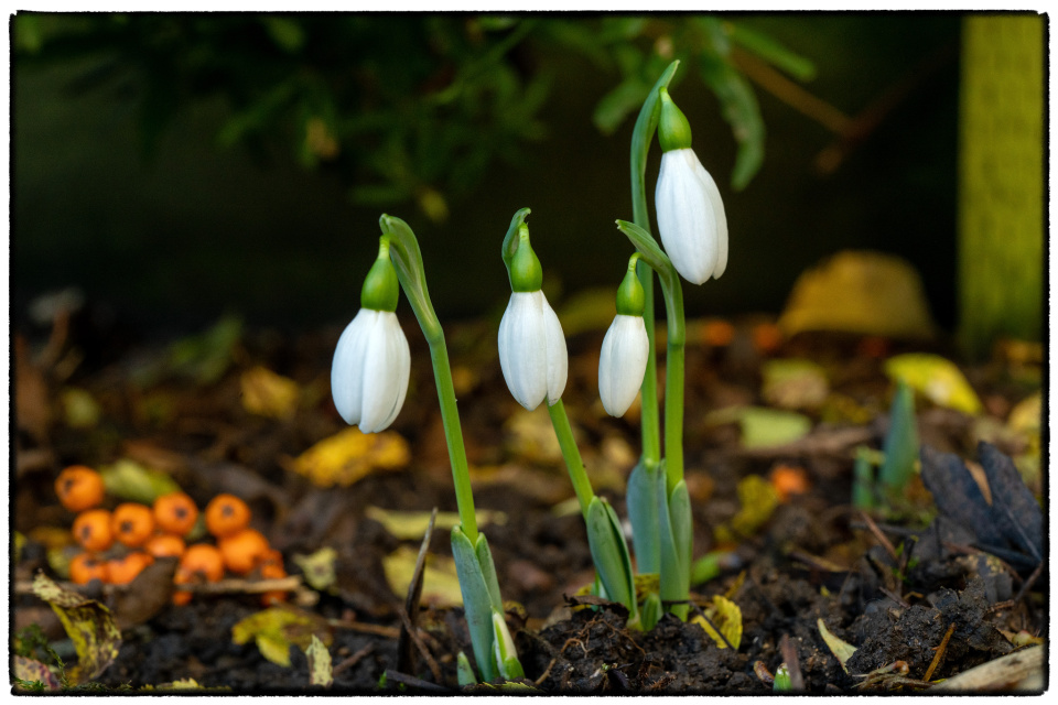 Springtime Promises | fitzbilly | Blipfoto