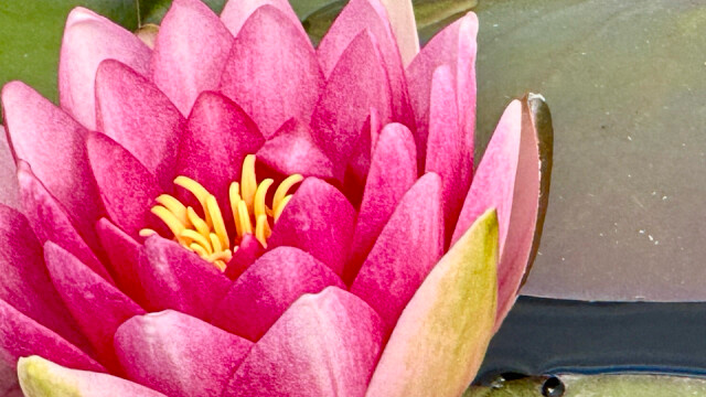 Lovely Lily | StuartDB | Blipfoto