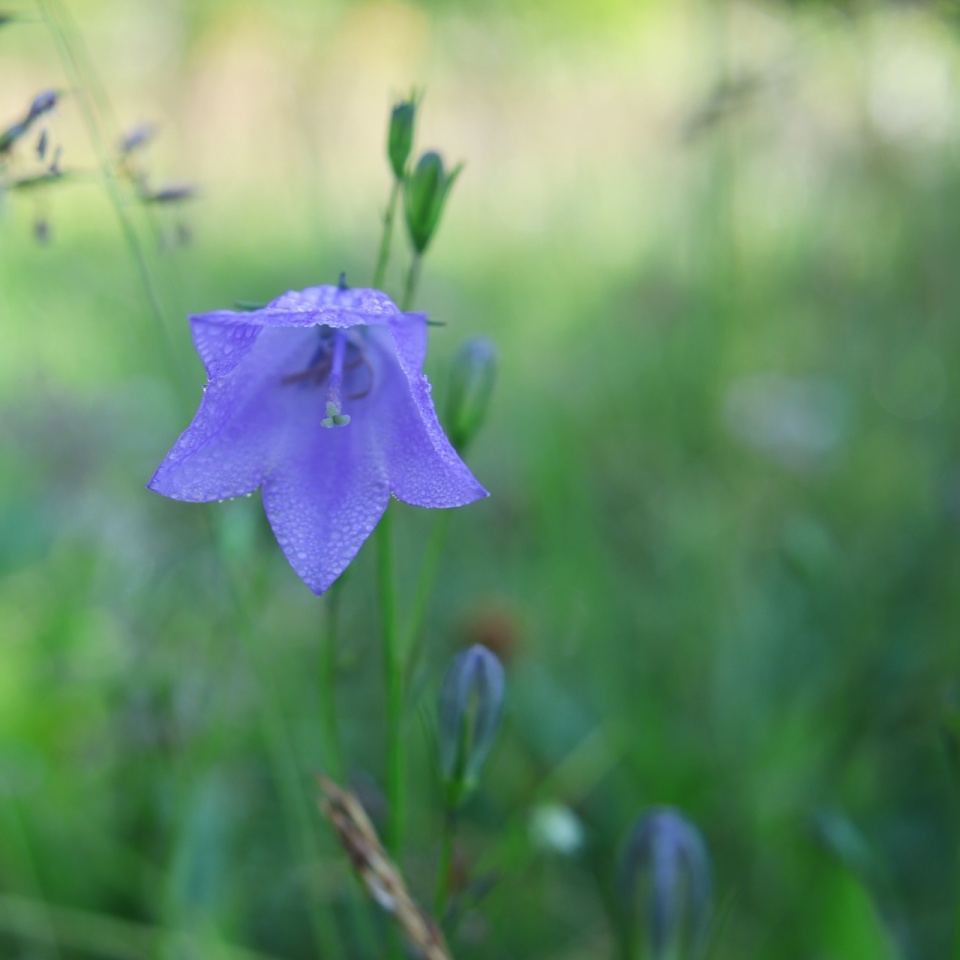 Harebell | CherryR | Blipfoto