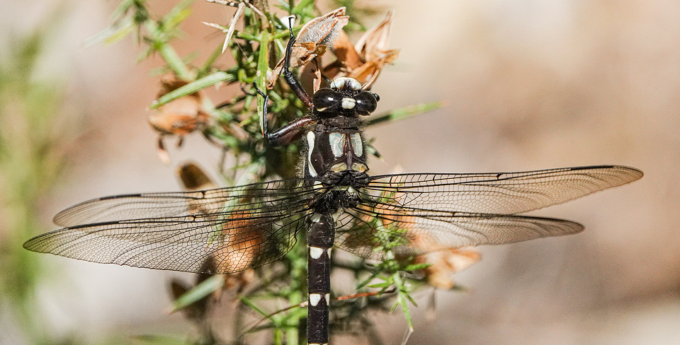 New Zealand dragonfly - Uropetala carovei | mpp26 | Blipfoto