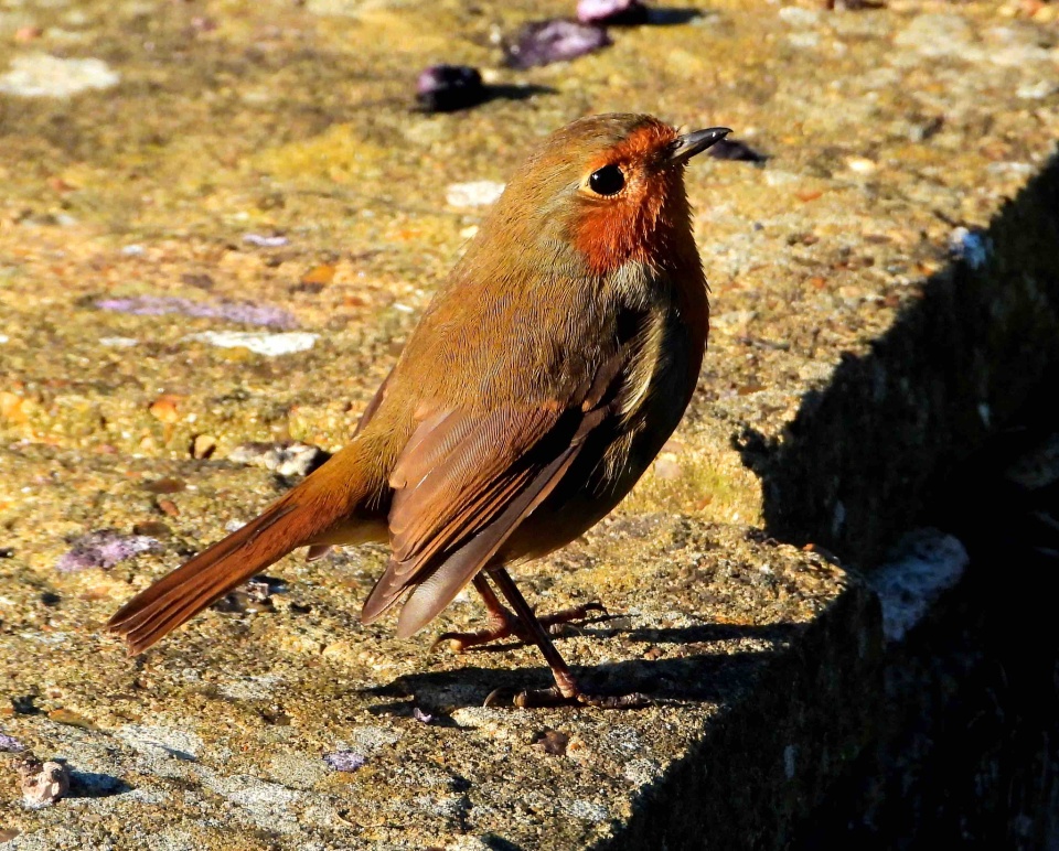 Robin | arkensielphoto | Blipfoto