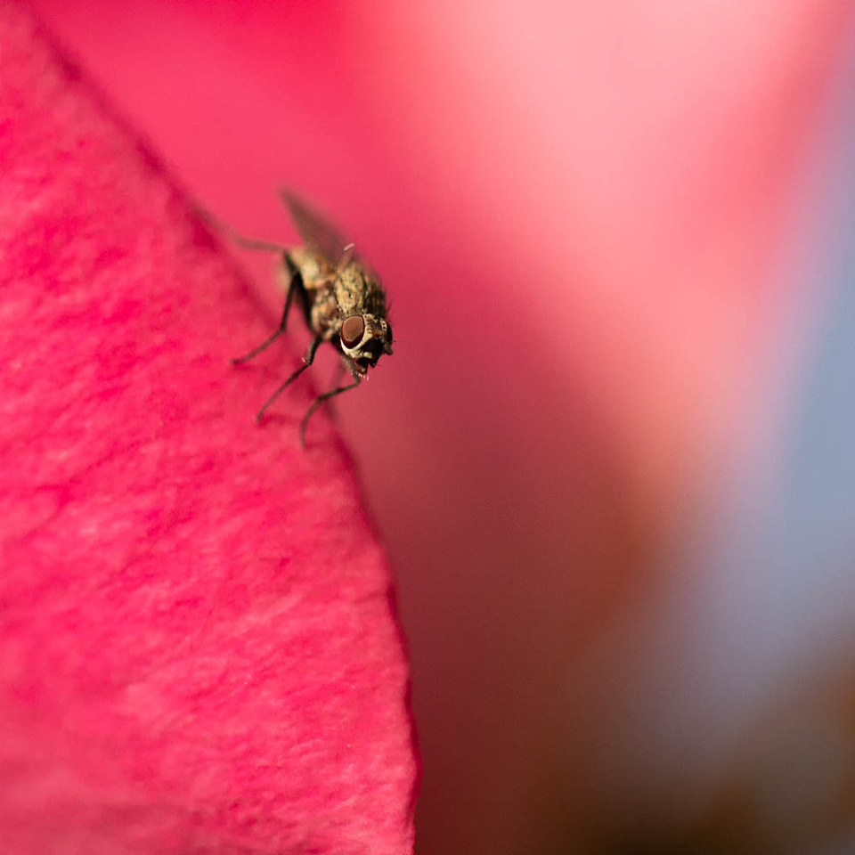 Survived | Technophobe | Blipfoto