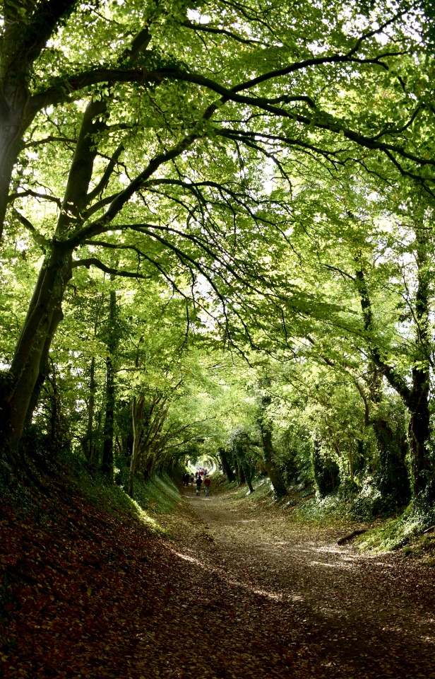 Tunnel vision | pixelpixie | Blipfoto