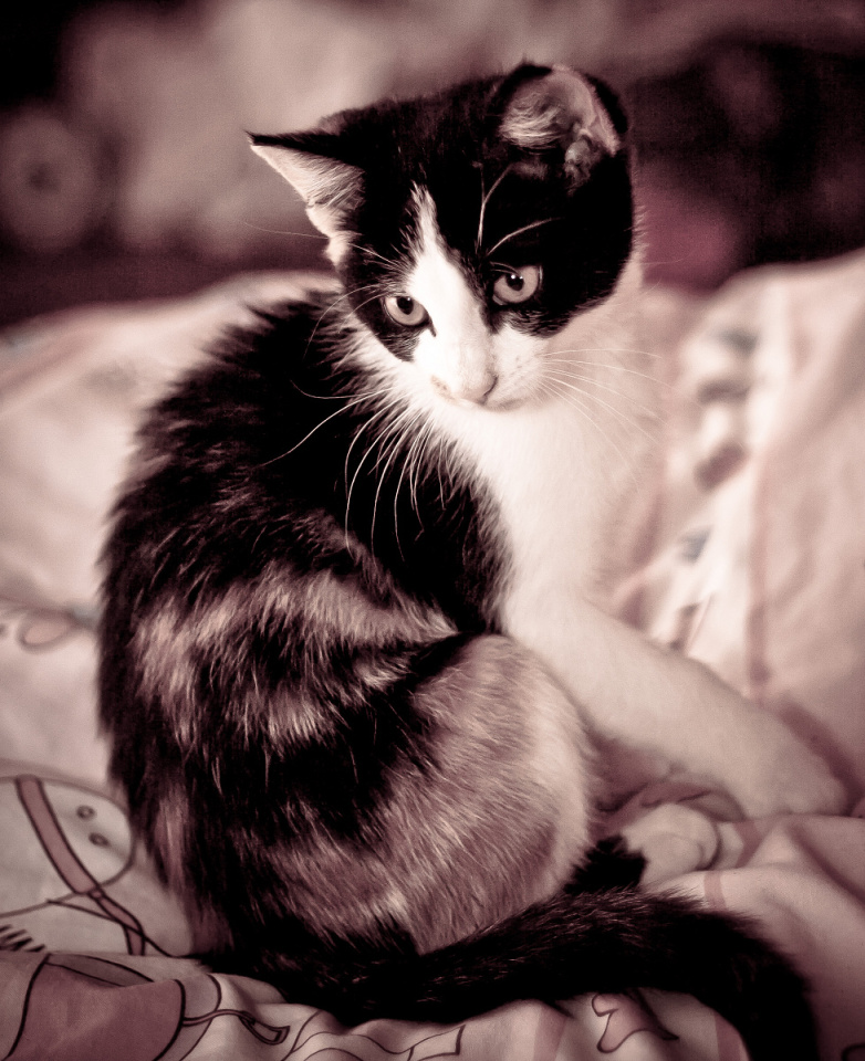 Lazy cat blip | davidd | Blipfoto
