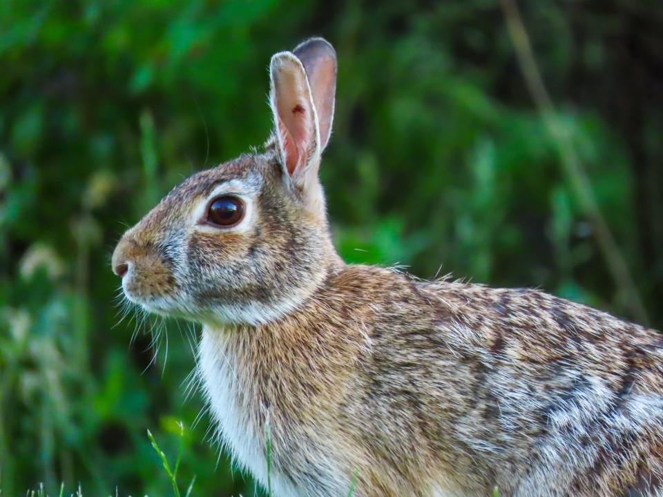 rabbit pose | KevinV | Blipfoto