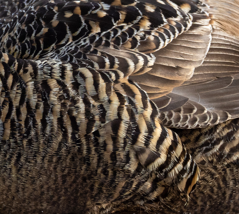 Eider Feathers | Hillyblips | Blipfoto