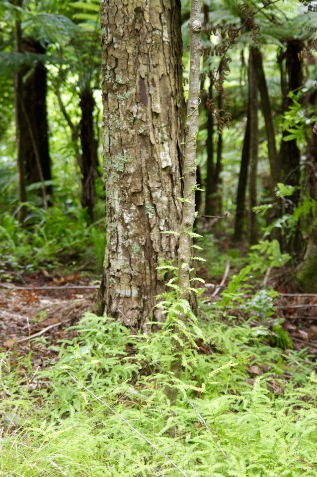 Swarming up a dying sapling | waipushrink | Blipfoto