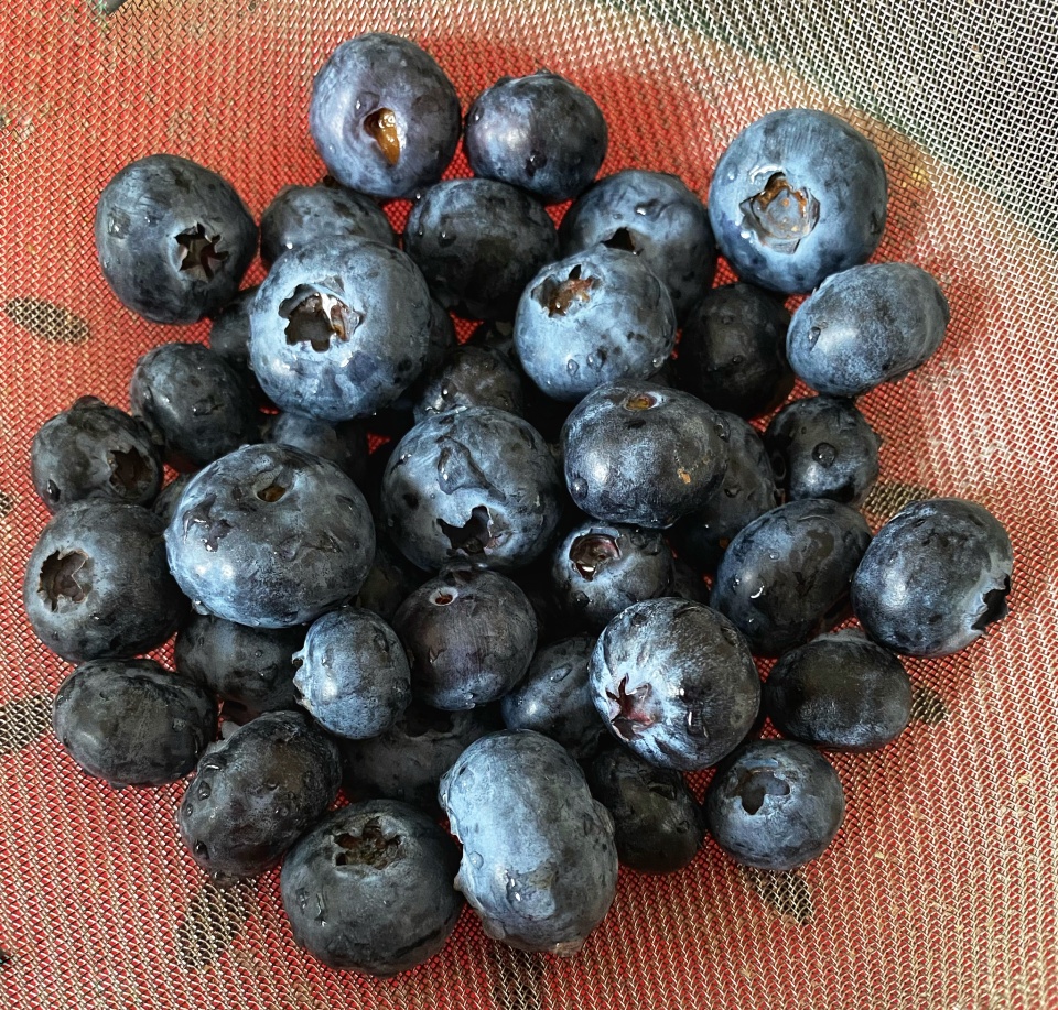 Blueberries and Book Day | LadyFindhorn | Blipfoto