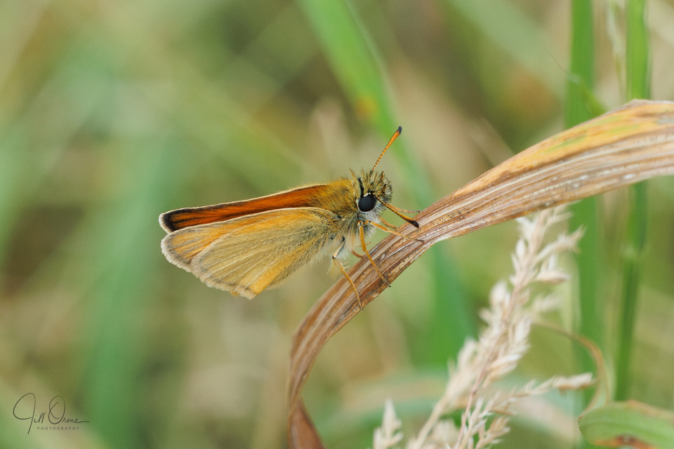 Inky | JDO | Blipfoto