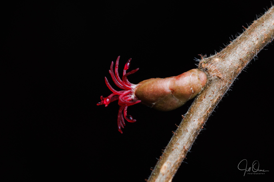 Hopeful | JDO | Blipfoto