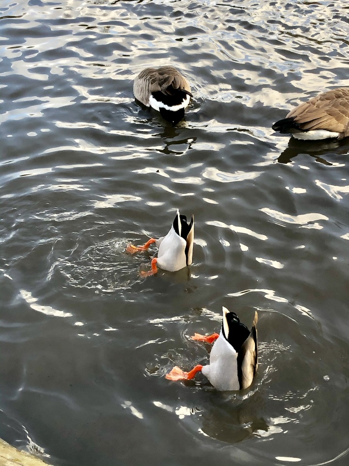 Ducks Ditty | V985 | Blipfoto