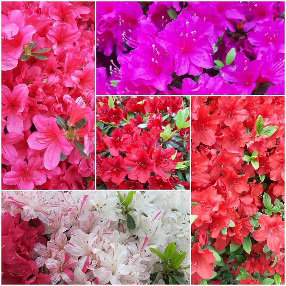 Azalea season | Zoemond | Blipfoto