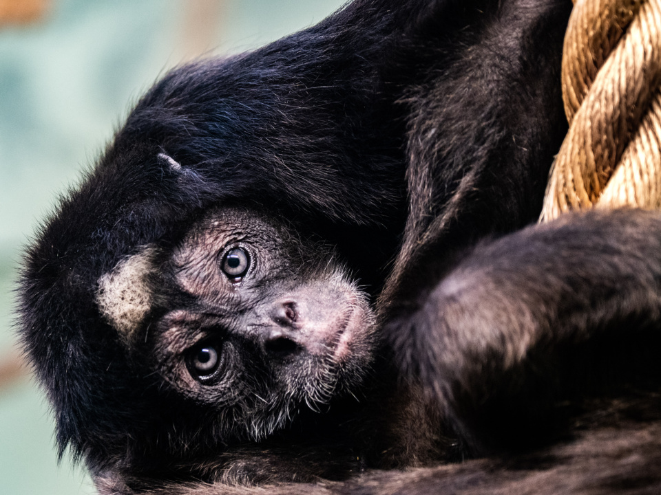 Spider Monkey | RobBris50 | Blipfoto