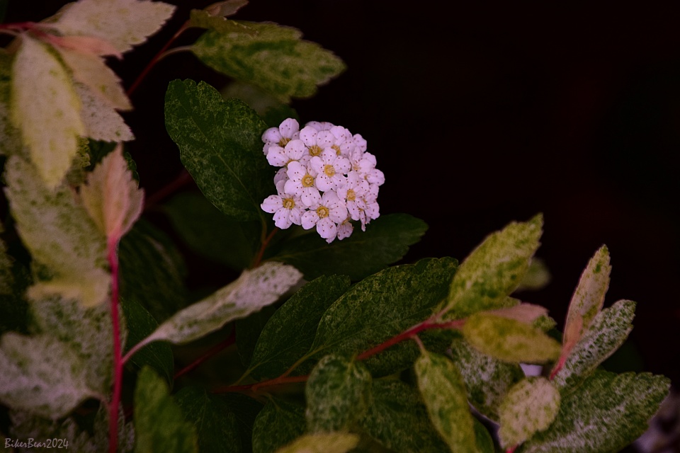 Tiny .............. | BikerBear | Blipfoto