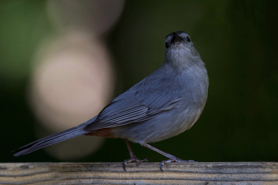 Catbird posing on the catwalk | justbe | Blipfoto