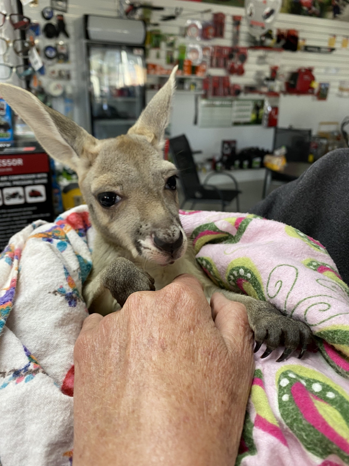 Baby ROO | Imagemakersue | Blipfoto