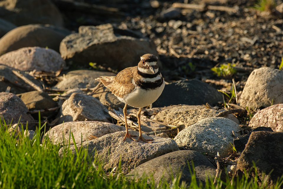 Diversion Tactics | MikeWest | Blipfoto