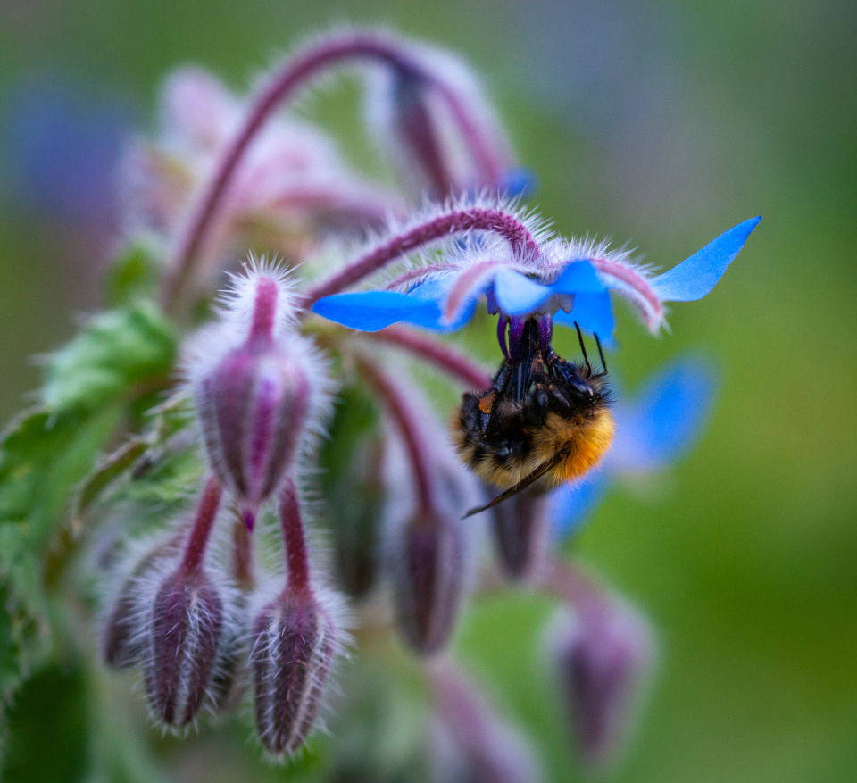 Bee on borage | DarkEyedMary | Blipfoto