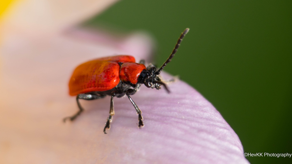 Lily Bug | Hevkk | Blipfoto