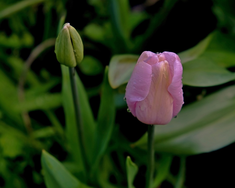 Flower Friday . . . Tulip | V1k1 | Blipfoto