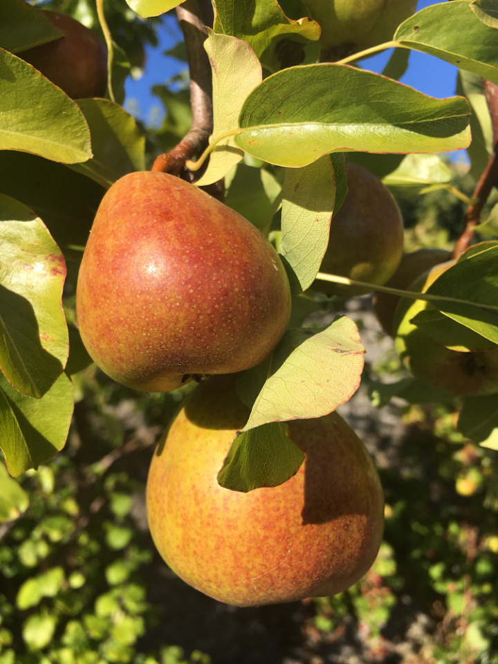 Pear drops | Holburngirl | Blipfoto