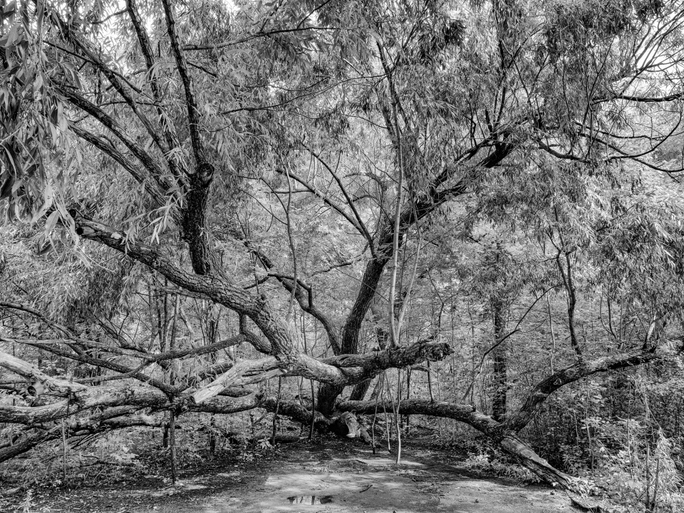 A Jabberwocky Look-Alike?! | davidc | Blipfoto