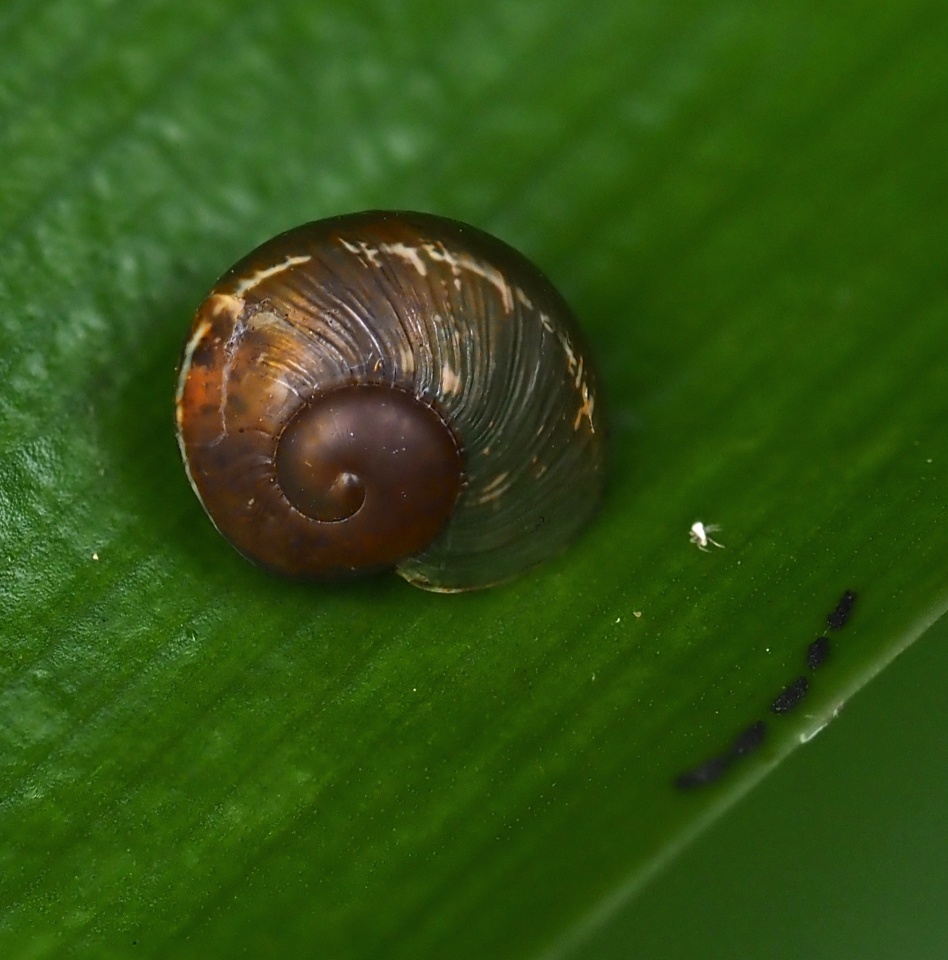 Snail shell with bonus dead critter and eggs | AnnieBelle | Blipfoto