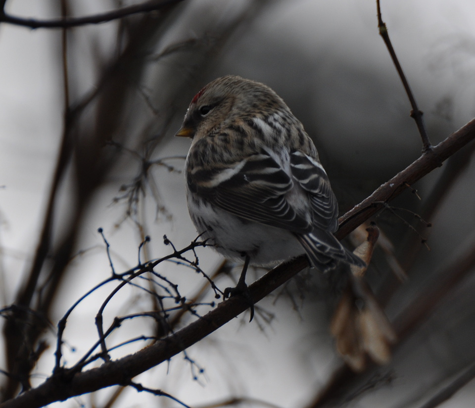 Urpiainen, Carduelis flammea | leah | Blipfoto