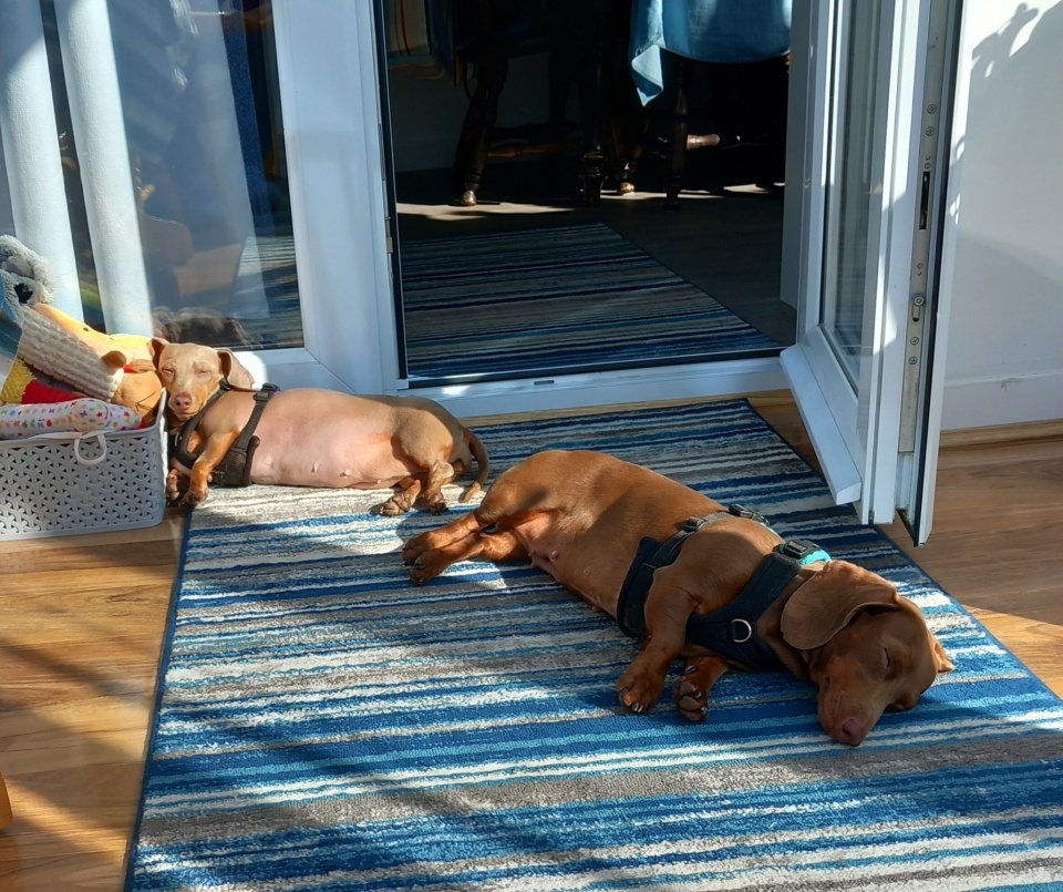 Zonked out! | Freuchie | Blipfoto