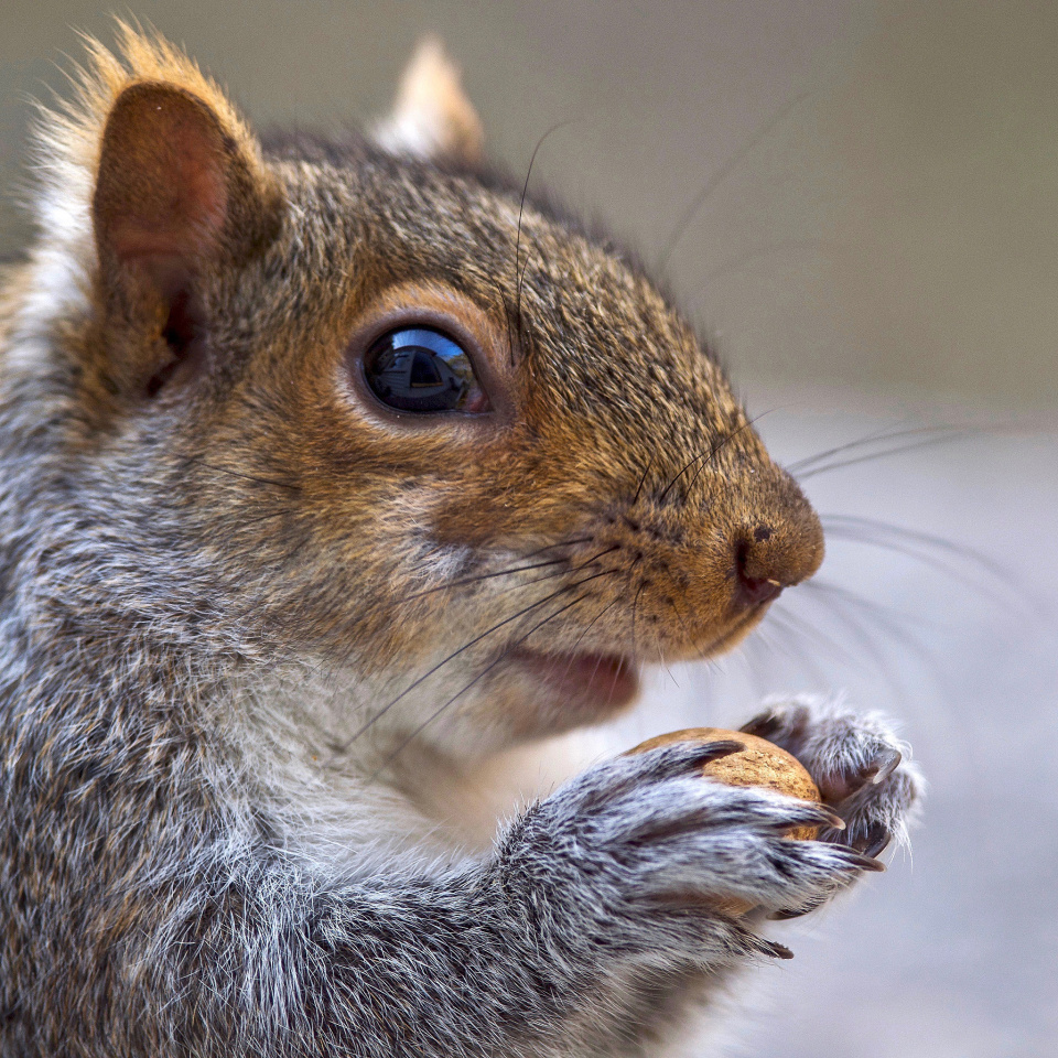 "Here's lookin' atcha!" | justbe | Blipfoto