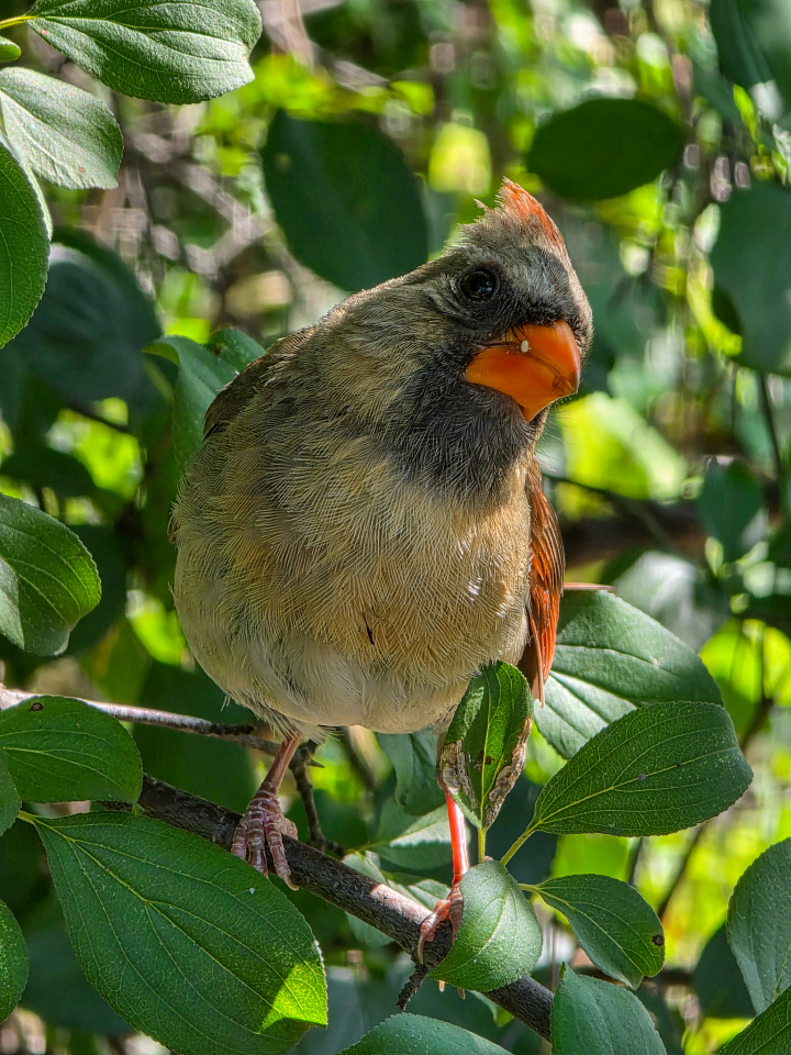 Mrs Cardinal | KevinV | Blipfoto
