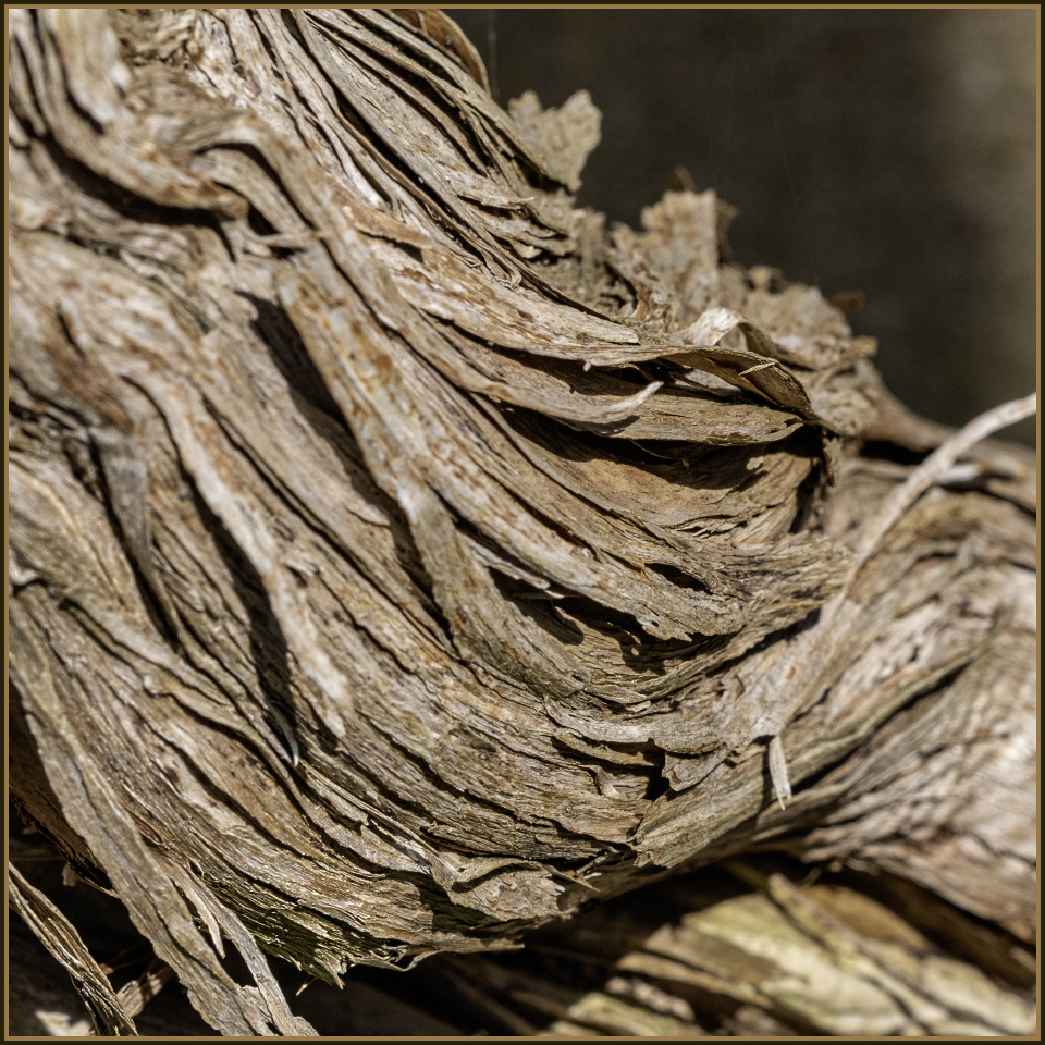 Tree Bark | Terrifo | Blipfoto